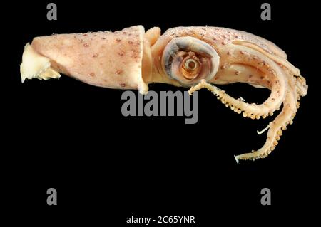 Squid (Histioteuthidae) Picture was taken in cooperation with the ...