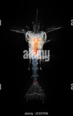 Marine Crustacean microscopic Stock Photo - Alamy