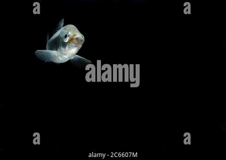 European whitefish (Coregonus lavaretus) (captive & Digital focus ...