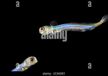European whitefish (Coregonus lavaretus) (captive Stock Photo - Alamy