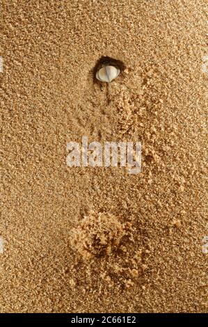 fog-trapping beetles (Lepidochora) in Namib desert Stock Photo - Alamy