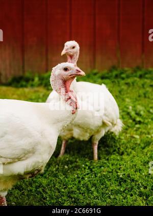Turkeys pasture 8 Stock Photo - Alamy
