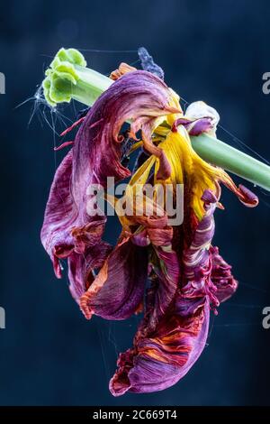 Wilted and Decaying Tulip Flower Stems Against a White Background Stock ...