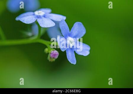 A closeup shot of blue forget-me-not flowers on a green background ...