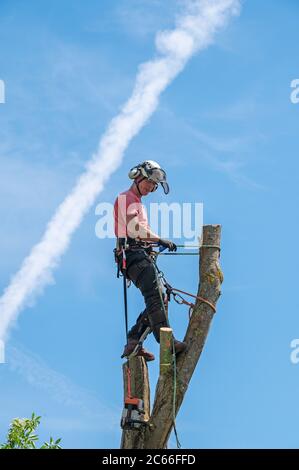 A Tree Surgeon or Arborist standing on a ladder with long reach ...