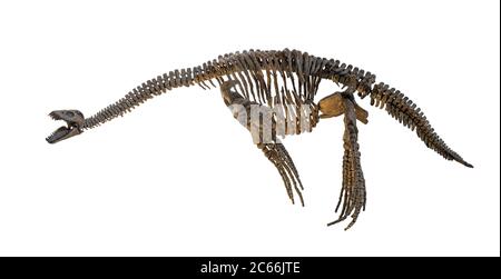 Marine dinosaur or plesiosaur fossil skeleton on display in the Natural ...