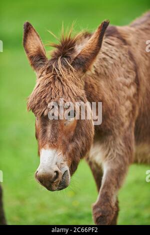 Old domestic donkey (Equus asinus asinus Stock Photo - Alamy