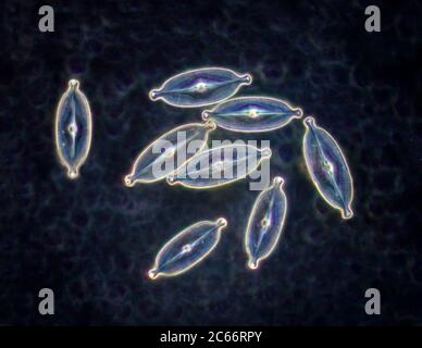 Caloneis amphisbaena diatoms, darkfield photomicrograph Stock Photo - Alamy