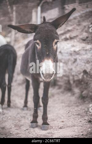 A sad donkey Stock Photo - Alamy