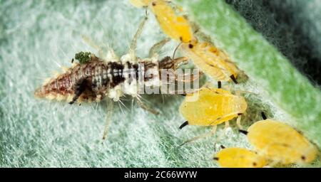 lacewing larva, Chrysoperla carnea, feeding on spider eggs in silken ...
