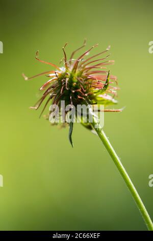 Wood Avens seed box Stock Photo - Alamy