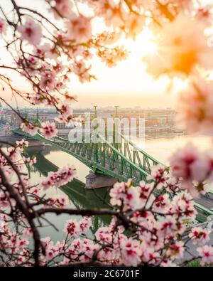 Aerial view of beautiful cherry blossoms in park. Drone photo of sakura ...