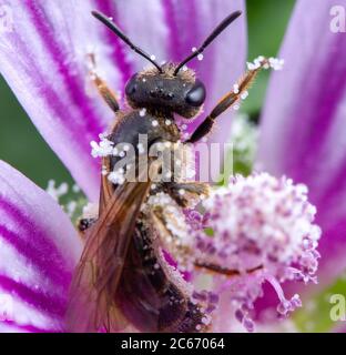 Macro Close up of a bee taking a rest Stock Photo - Alamy
