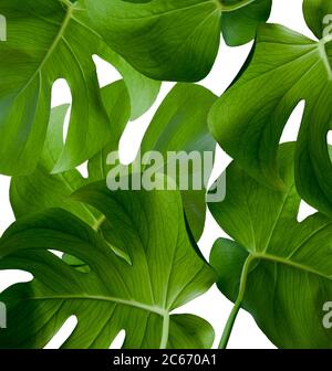 Dark green tropical leaf texture with water drops close up in Punta ...