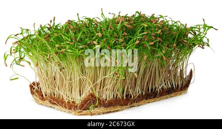Micro green sprouts of fennel isolated on white Stock Photo - Alamy