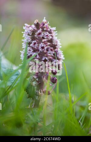 Common Butterbur (Petasites hybridus) Plantae Stock Photo - Alamy