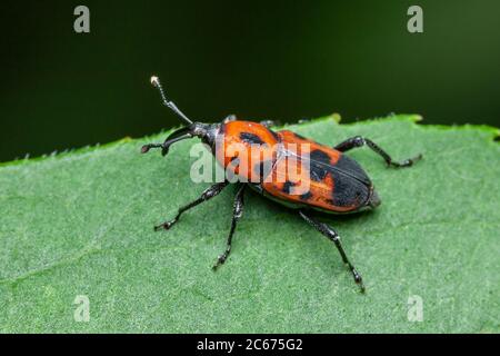 Cocklebur Weevil - Rhodobaenus quinquepunctatus Stock Photo - Alamy