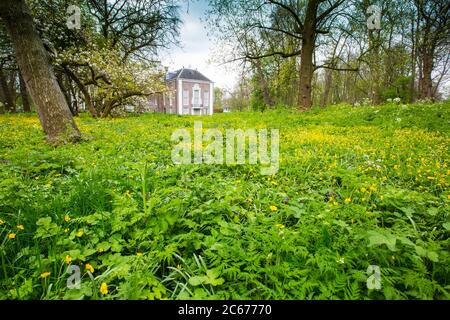 Goldilocks Buttercup (Ranunculus auricomus) Plantae Stock Photo - Alamy