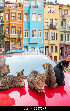 Stray cats of Istanbul. A stray cat in the garden of a mosque. Turkish ...