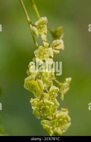 Mountain Currant blossom Stock Photo - Alamy