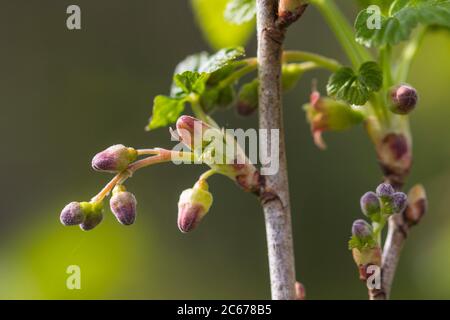 Black Currant flower buds Stock Photo - Alamy