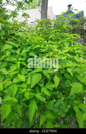 Salmonberry (Rubus spectabilis) Plantae Stock Photo - Alamy