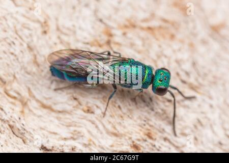 Chrysis ignita, a species of cuckoo wasp (Chrysisidae) from Europe ...