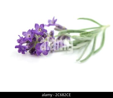 natural photo violet and white flowers aquilegia close-up on a flower ...