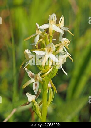 flowerspike of Lesser Butterfly Orchid (Platanthera bifolia) uses scent ...