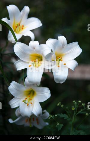 White, summer flowering for, of the trumpet regal lily, Lilium regale ...