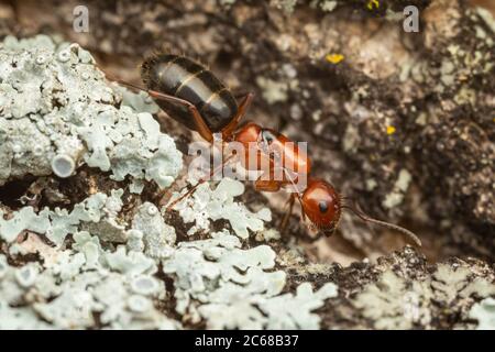 A Carpenter Ant (Camponotus discolor) dealate queen, explores the bark ...