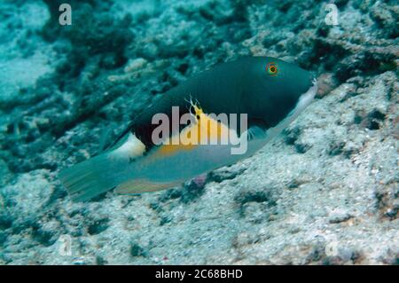 Anchor Tuskfish, Choerodon anchorago, male, Wainilu dive site, Rinca ...