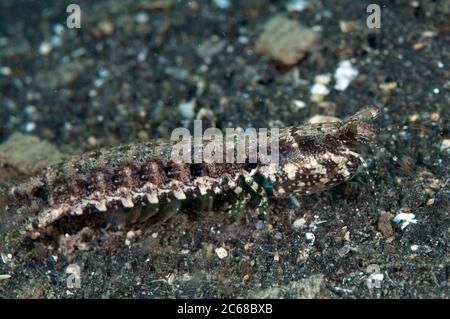 Checkered-eye Mantis Shrimp, Pseudosquilla ciliata, Bintang Divers dive ...