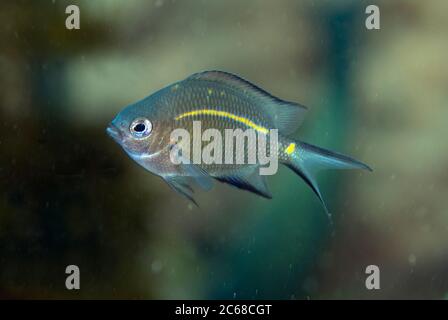 Juvenile Spiny Chromis, Acanthochromis polyacanthus, Fault Line dive ...