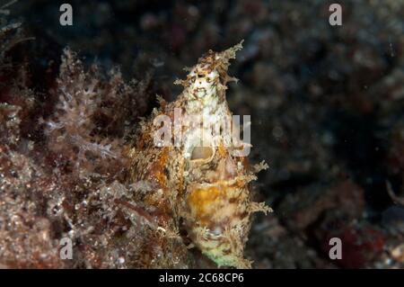Algae Octopus, Abdopus aculeatus, Pantai Parigi dive site, Lembeh ...