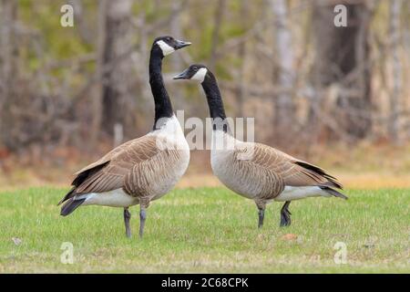 Canada goose two birds with open beak and stretched neck swimming side ...