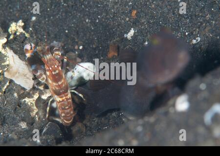 Black Shrimpgoby, Cryptocentrus sp, TK3 dive site, Lembeh Straits ...