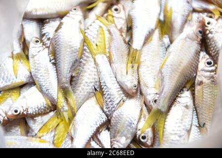 Freshwater aquarium fish, goldfish from Asia in aquarium.The goldfish ...