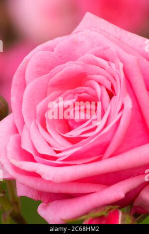 Gene Boerner rose, Bushs Pasture Park, Salem, Oregon Stock Photo - Alamy