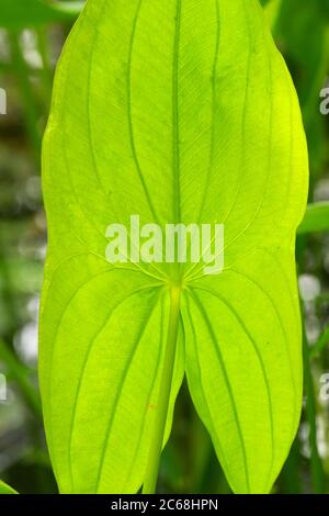 Wapato (Sagittaria latifolia) on Goose Lake, Willamette Mission State ...