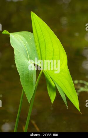 Wapato (Sagittaria latifolia) on Goose Lake, Willamette Mission State ...