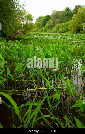 Wapato (Sagittaria latifolia) on Goose Lake, Willamette Mission State ...