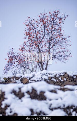 Persimmon tree snow Stock Photo - Alamy
