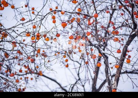 Persimmon tree snow Stock Photo - Alamy
