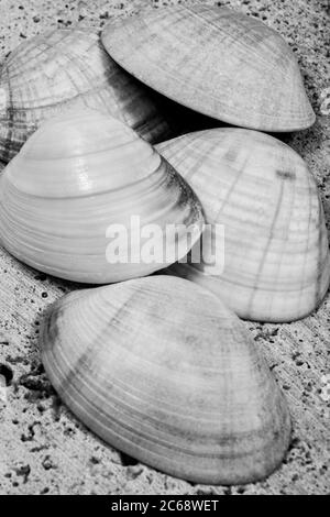 black and white image of an oysters shell Stock Photo - Alamy