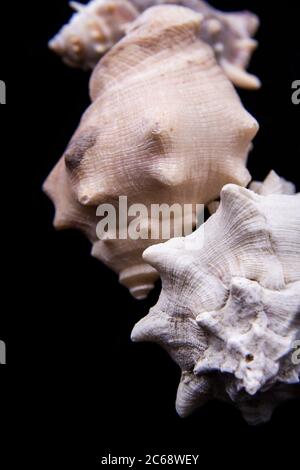 The King Crown shell is a type of shell. A beautiful photo of the ...