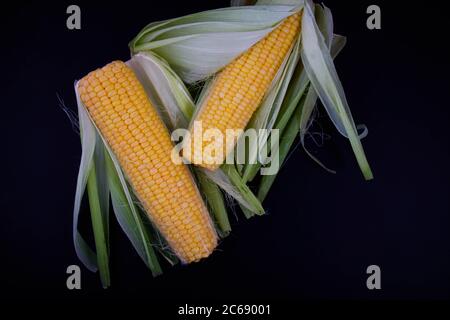 View a full corn with skin marked by large yellow grains with a black ...