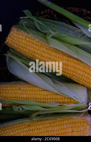 View a full corn with skin marked by large yellow grains with a black ...