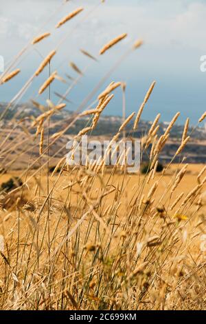 Harvest at Fasli, Paphos, Cyprus Stock Photo - Alamy