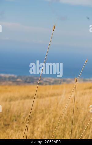 Harvest at Fasli, Paphos, Cyprus Stock Photo - Alamy